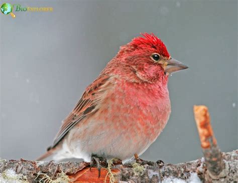 Cassins Finch Haemorhous Cassinii Characteristics Facts