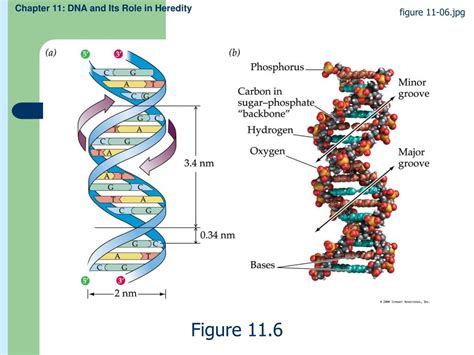 PPT CHAPTER 11 DNA And Its Role In Heredity PowerPoint Presentation
