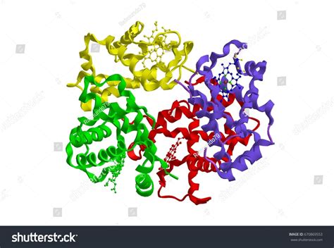 헤모글로빈 3d 렌더링의 분자 구조 스톡 일러스트 670869553 Shutterstock