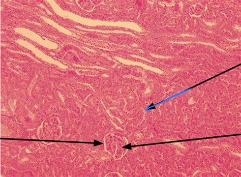 A P II Lab Practical 3 Flashcards Quizlet