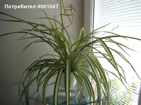 стайно растение в Стайни растения в гр Варна Id48564810 Bazar Bg