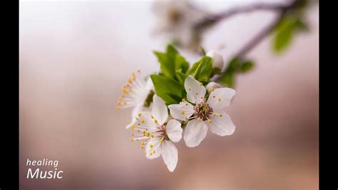 Playlist 설레는 봄에 듣기 좋은 음악 봄의 시작 Spring Jazz Youtube