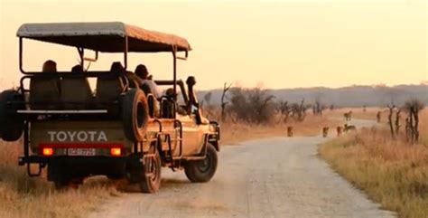 Cecil The Lion Cub Killed By Rival Male In Zimbabwes Hwange National