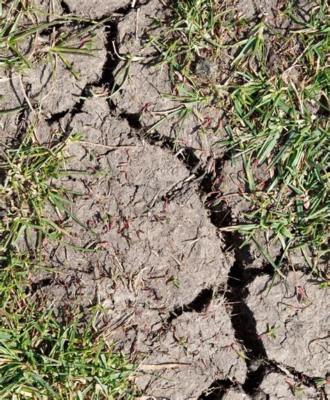 Grass In Drought Stock Photo Image Of Season Field Grass