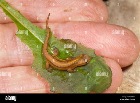 Smooth Newt Lissotriton Triturus Vulgaris Metamorphosed Newt