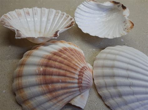 Jakobsmuschel Muscheln Muschel Kostenloses Foto Auf Pixabay Pixabay