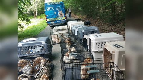 140 Dogs And Other Animals Rescued From Home