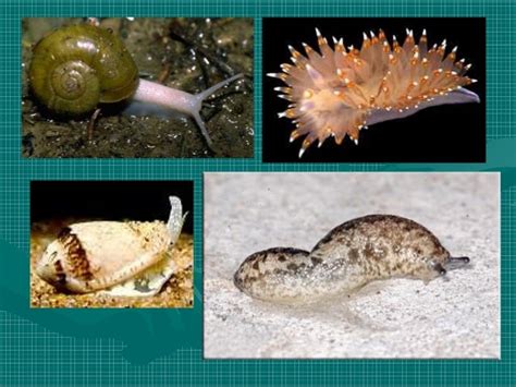 Gastropoda Pnosm