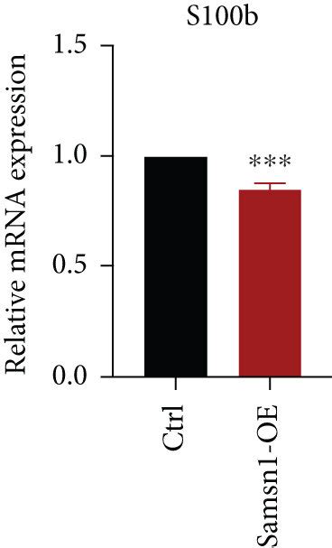 Lama2 Activation Or Samsn1 Overexpression Promotes NSCs Differentiation