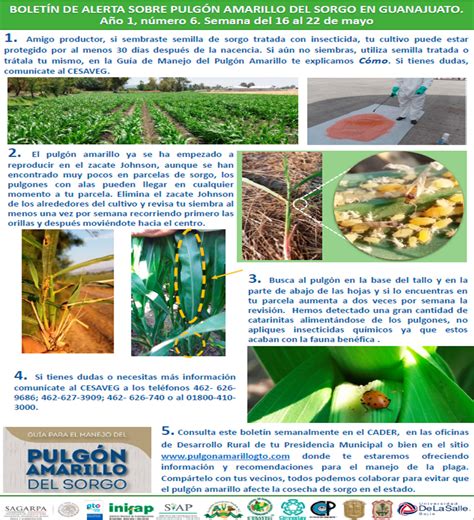 Boletín 6 De Alerta Sobre Pulgón Amarillo Del Sorgo Brunoticias
