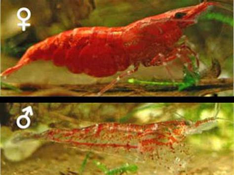 Shrimp Gender Female And Male Difference Shrimp And Snail Breeder