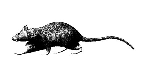 Stipple Drawing Of Mouse Walking 2d Animation Motion Graphics