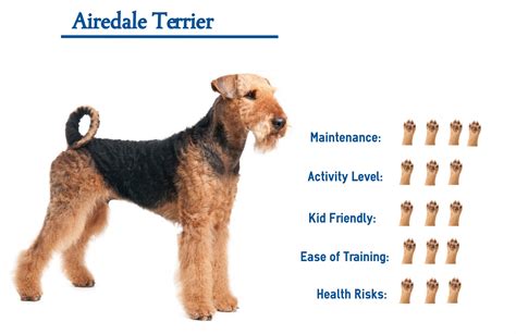 Airedale Terrier Hypoallergenic