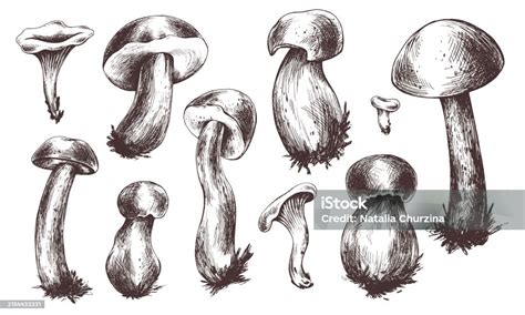 숲 식용 버섯 Boletus 및 살구 그래픽 일러스트 갈색 잉크로 그린 손 라인 아트 모노크롬 숲 수확 자연을 주제로 한 요소