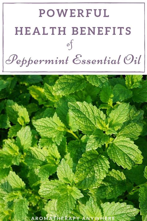 Top 10 Health Benefits Of Peppermint Essential Oil
