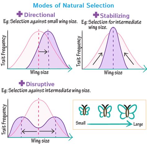Balancing Selection Biology Balancing Selection Biology