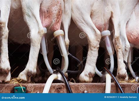 Goat Udders Shot From Back Stock Image Image Of Equipment