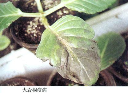 大岩桐疫病 植保 园林网