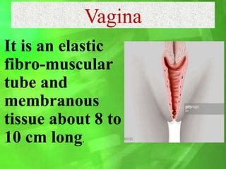 Female Reproductive System Pdf