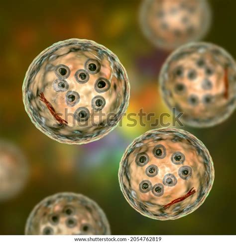 Cysts Entamoeba Coli Protozoan 3d Illustration Stock Illustration