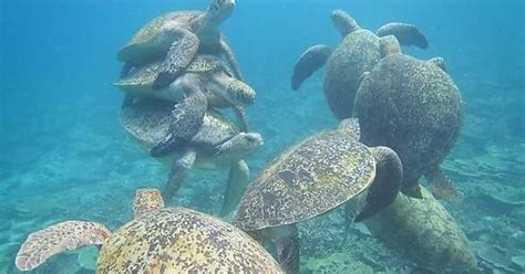 Turtle Stack Album On Imgur