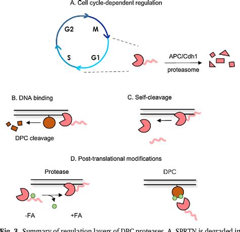 Figure 3 From Dna Protein Crosslink Proteolysis Repair From Yeast To