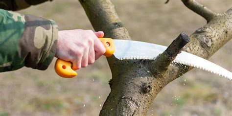 How To Cut Tree Limbs Over Your House In Marietta GA