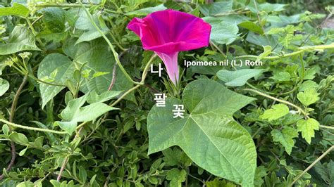꽃 모양이 나팔을 닮은 견우자牽牛子 나팔꽃 Morning Glory 흑축黑丑 야생화를 찾아서 438 In Search Of