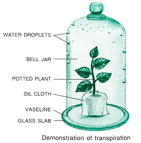 Transpiration Experiment Procedure