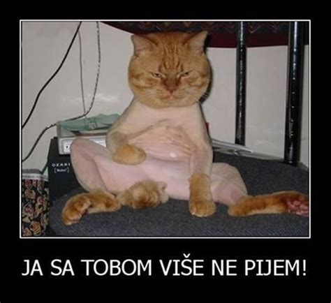 Мачке слике начин живота Katzen Bilder Lebensart Home