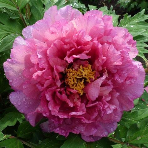 Lyra Bremer 2019 Lyra Coral Flowers Seedlings