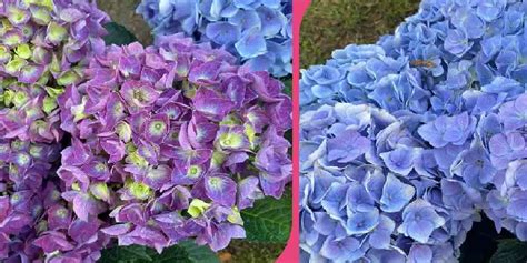 Es Posible Cambiar El Color De Su Hortensia Trucos De La Abuela