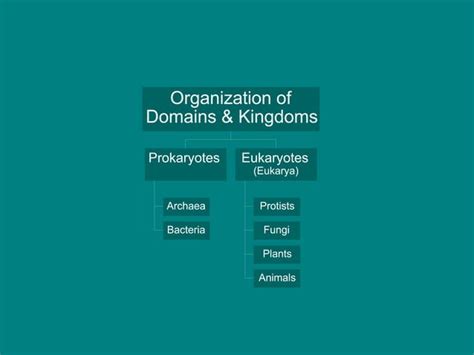 Classification Ppt