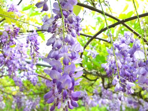 Wisteria Wisteria Garden Center Point