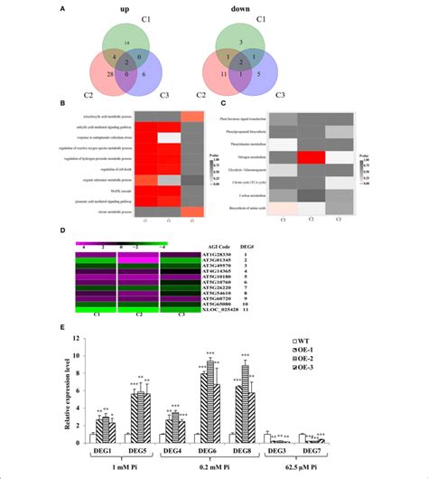 Rna Seq Analysis And Rt Qpcr Verification A Venn Diagrams Of All