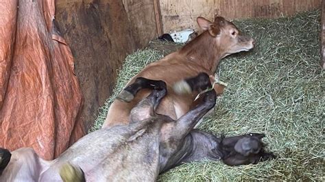 Adams Co Spca Reveals Man Videotaped Sex With Pony 3 Dogs And Bird