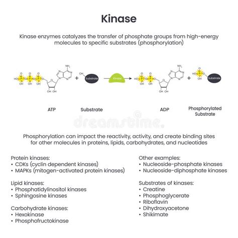 Enzyme Activity Sites Stock Illustrations 6 Enzyme Activity Sites Stock Illustrations Vectors