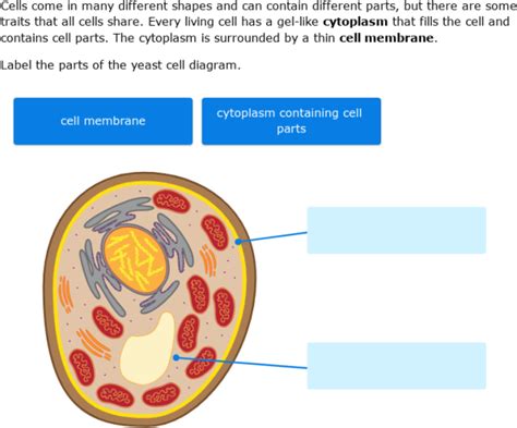 Ixl Understanding Cells Year 9 Science Practice