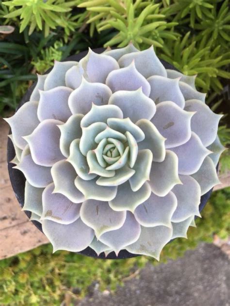 昨今の多肉植物ブームで、なかなかの人気を誇るのが｢エケベリア｣です。 その姿は、バラの花のような形をしたものや、レタスみたいな野菜を思わせる