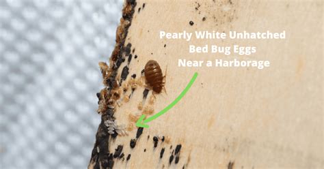 What Do Bed Bug Eggs Look Like A Guide With Photos