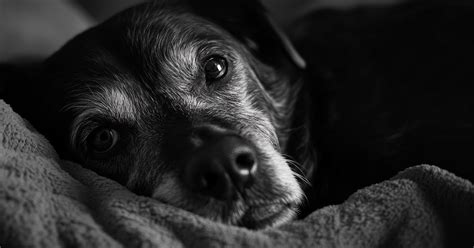 10 Puntos Que Resumen La Decisión De La Suprema Corte Sobre Maltrato Y