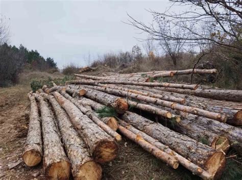 Кумановка измамена при набавка на огревно дрво