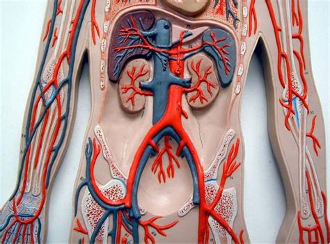Veins Of The Abdominal Viscera Diagram Quizlet