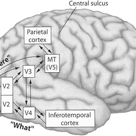 The Visual Pathways Of Human Visual Recognition Process The Visual