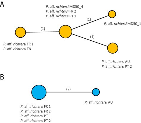 Haplotype Median Joining Networks For Mitochondrial Coi And Nuclear