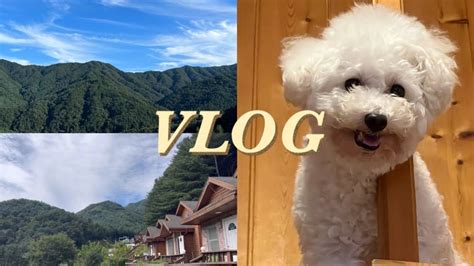 Vlog 여행 브이로그 가평애견펜션 추석연휴 2박3일 가평여행🚗 아름마루독채펜션삼겹살소고기백숙복분자와인 Youtube
