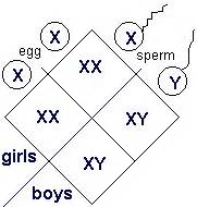 Lesson Twelve Sex Determination Chromosomes And Mosaicism