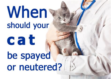 Cat Spay Incision Normal Healing Process And Care Vet Advice