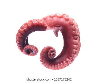 Tentacles Octopus Isolated On White Background Stock Photo Edit Now