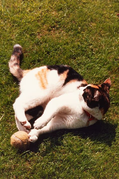 Rare Photos Show Freddie Mercurys Cat Obsession Hypebae